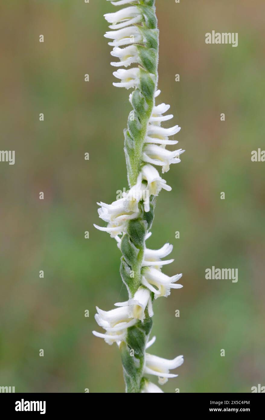 Slender Ladies' Tresses (Spiranthes lacera), a native North American ...