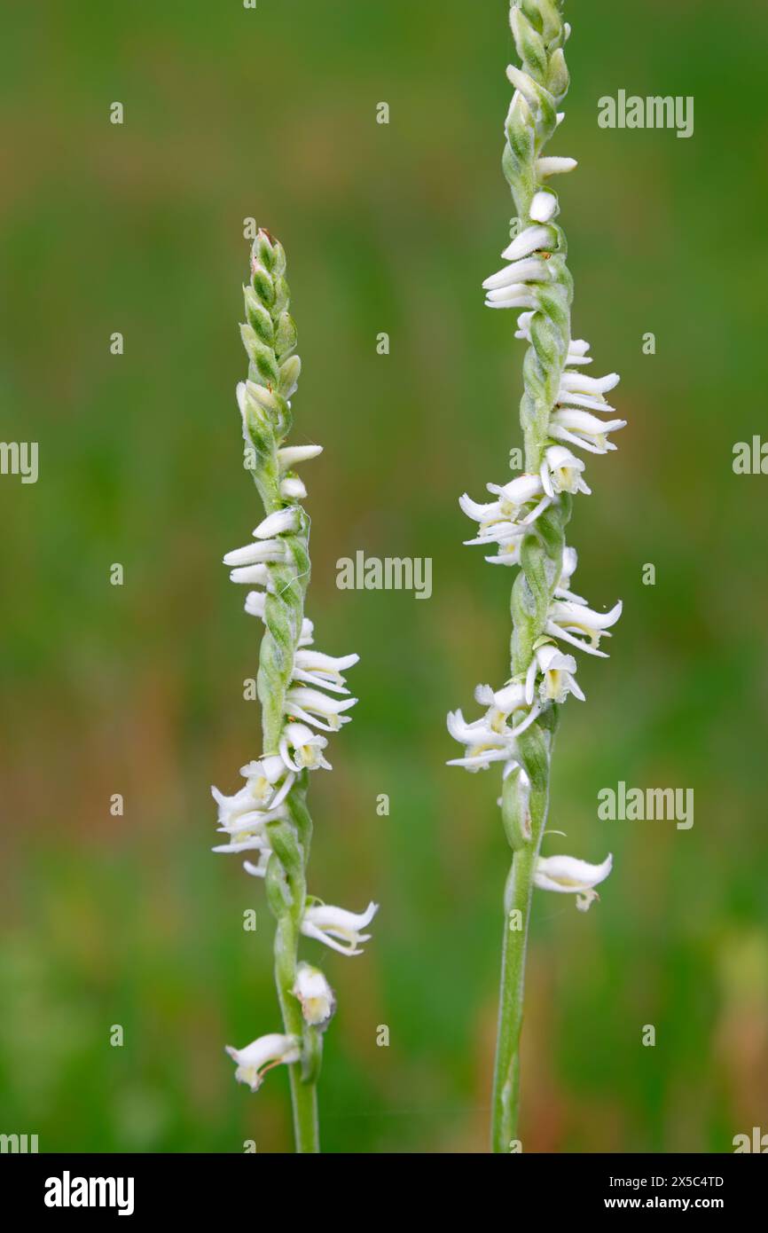 Slender Ladies' Tresses (Spiranthes lacera), a native North American ...