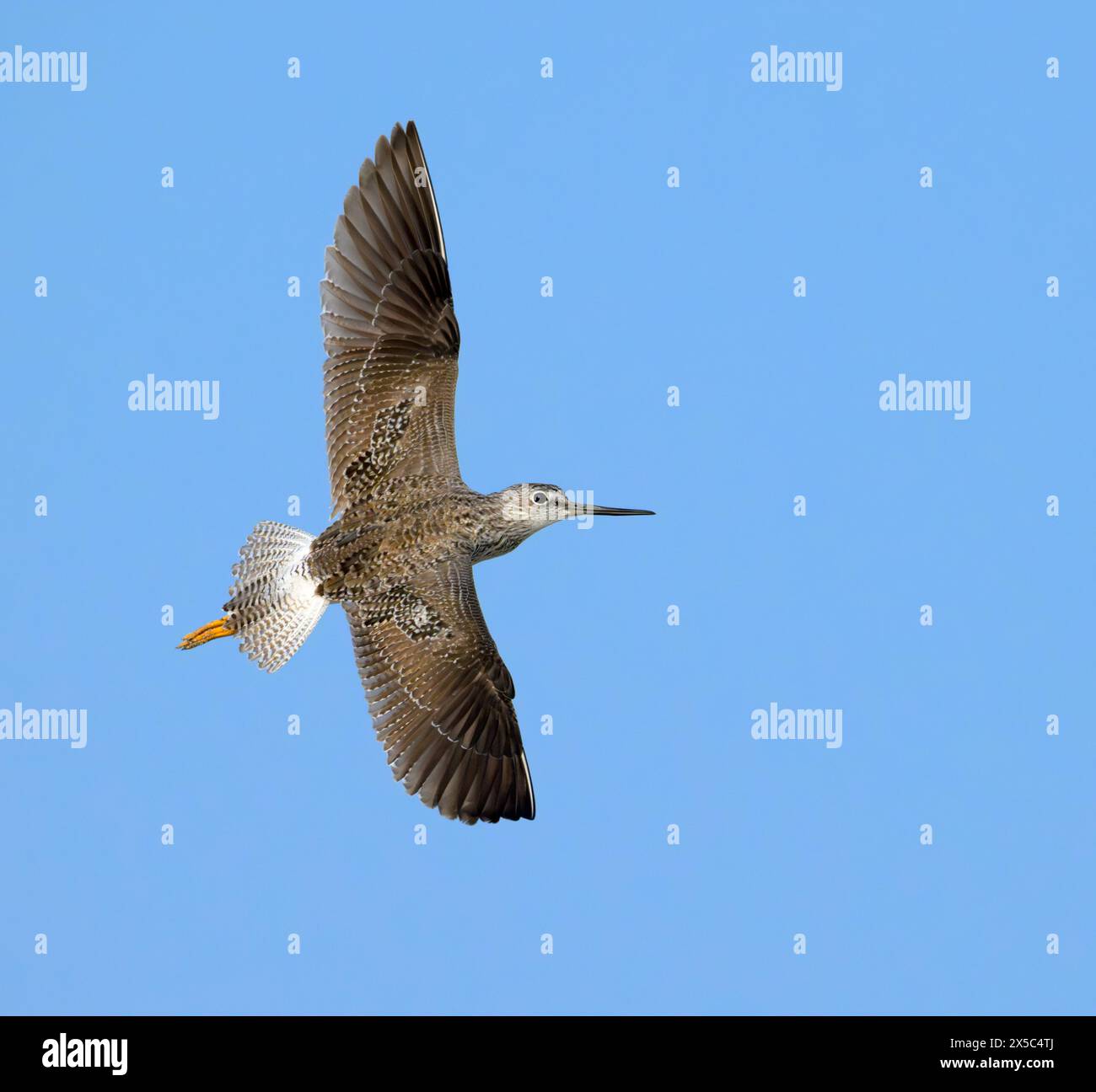 Lesser yellowlegs (Tringa flavipes) flying in blue sky during spring ...