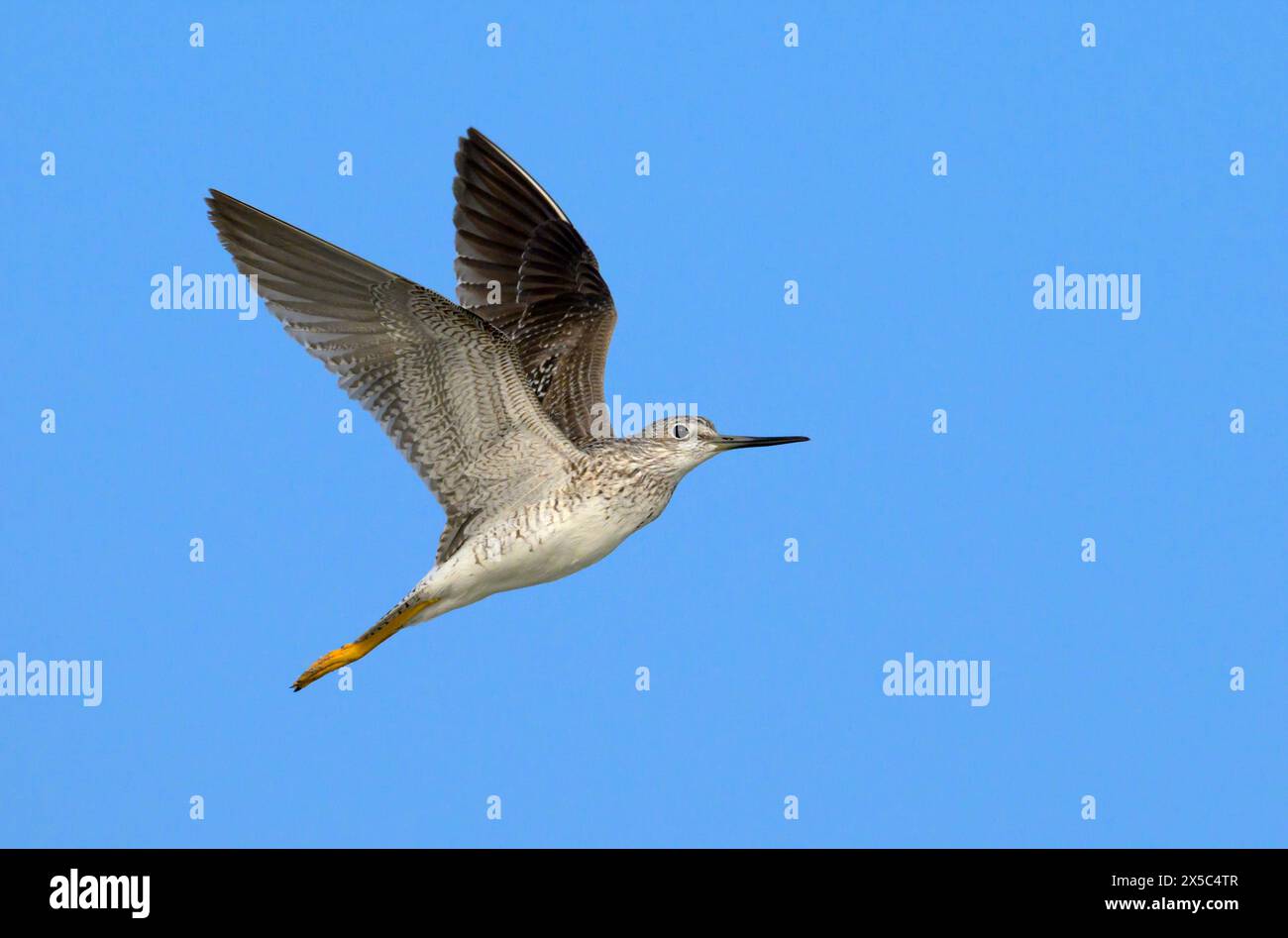 Lesser yellowlegs (Tringa flavipes) flying in blue sky during spring ...