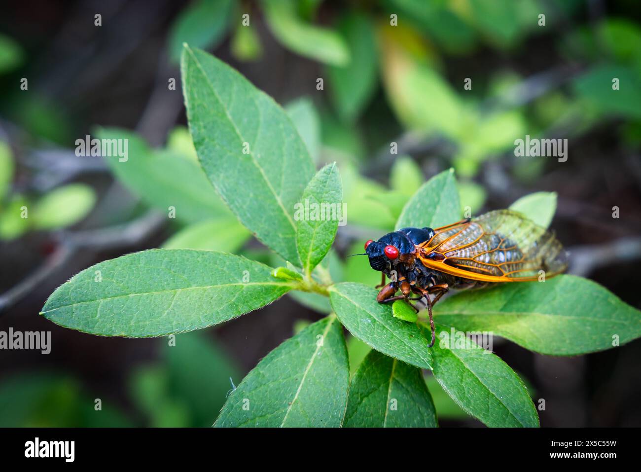 17 year cicada bug on a green azalea plant Stock Photo - Alamy
