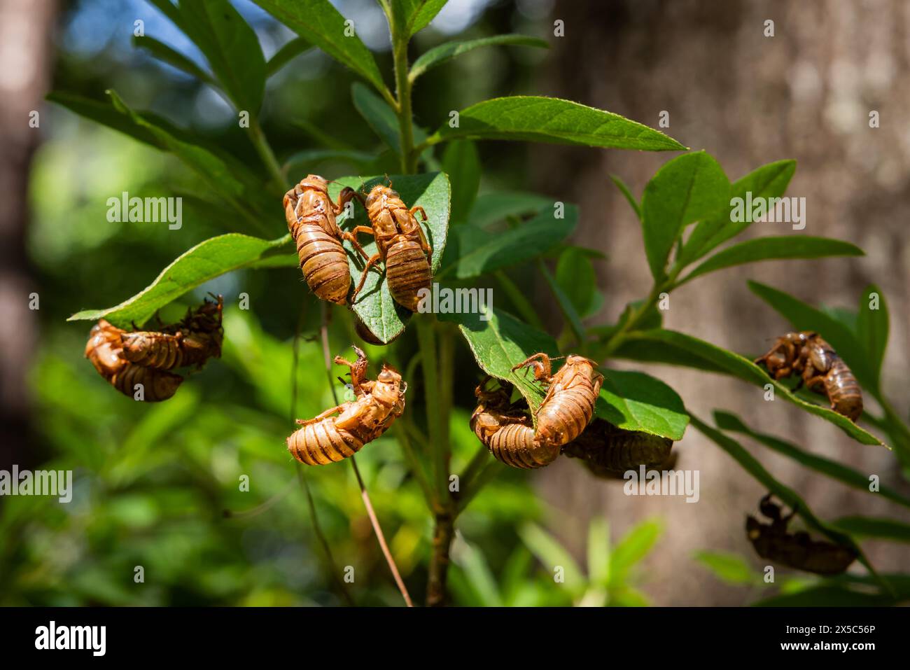 Multiple 17 year cicada bug nymphal exoskeletons on a green plant Stock ...