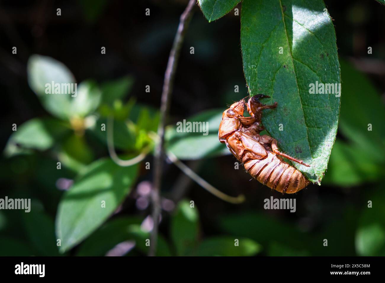 17 year cicada bug nymphal exoskeleton on a green plant leaf Stock ...