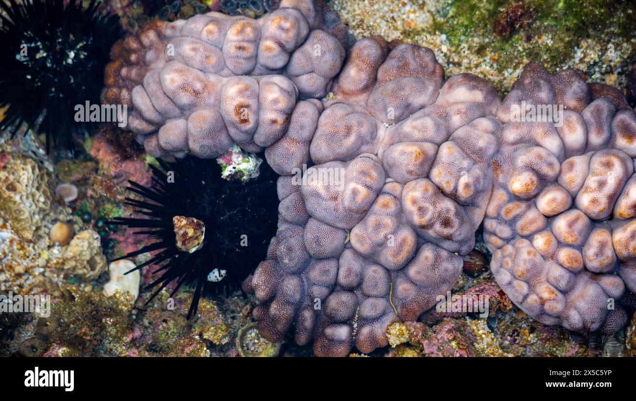 Didemnid family species hi-res stock photography and images - Alamy