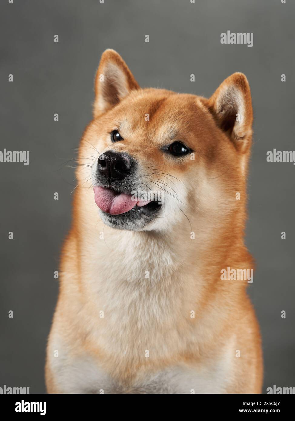 Shiba Inu smirking, studio setting. A dog playful smirk is charmingly ...