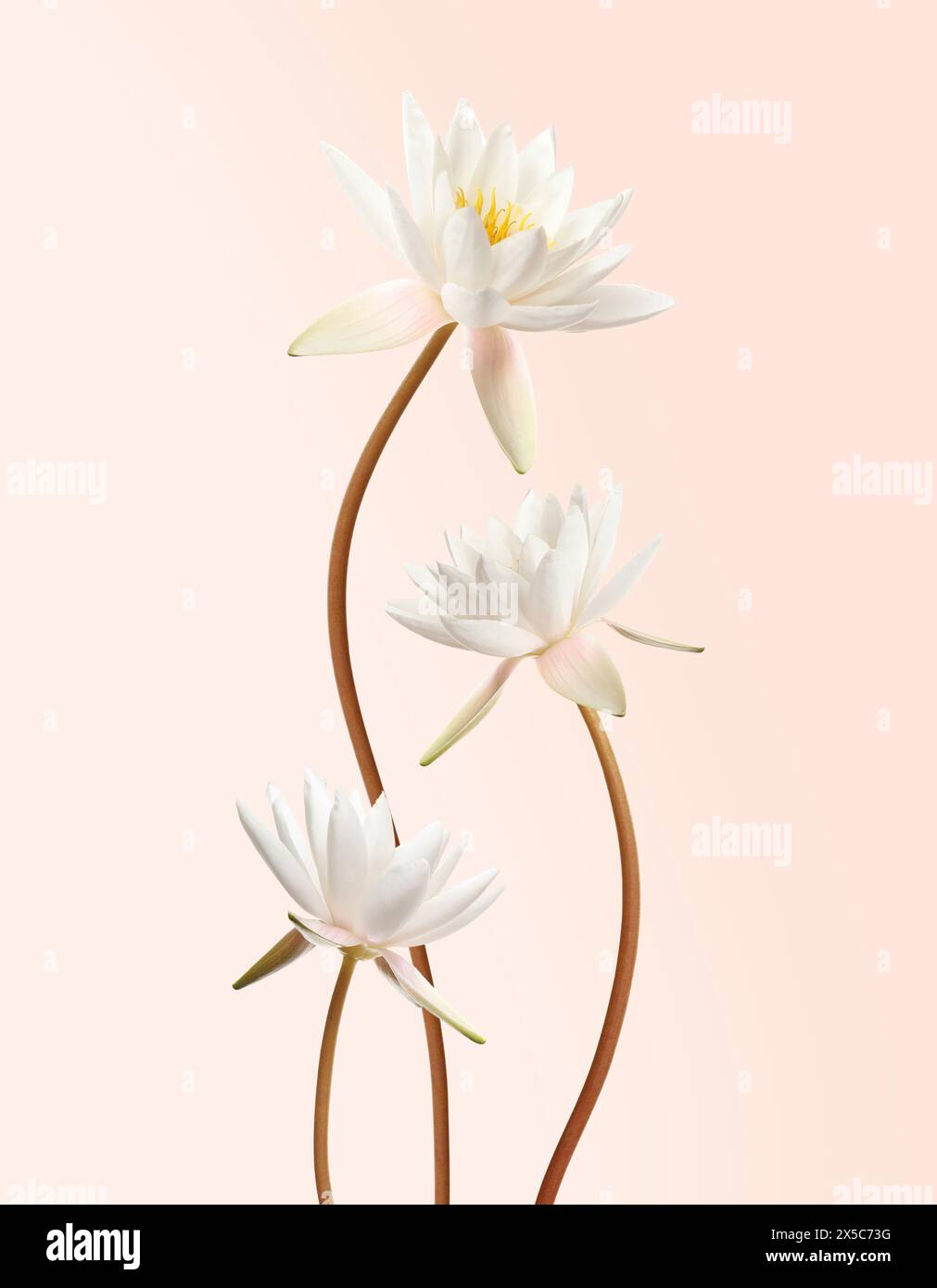 Long vertical stems hi-res stock photography and images - Alamy