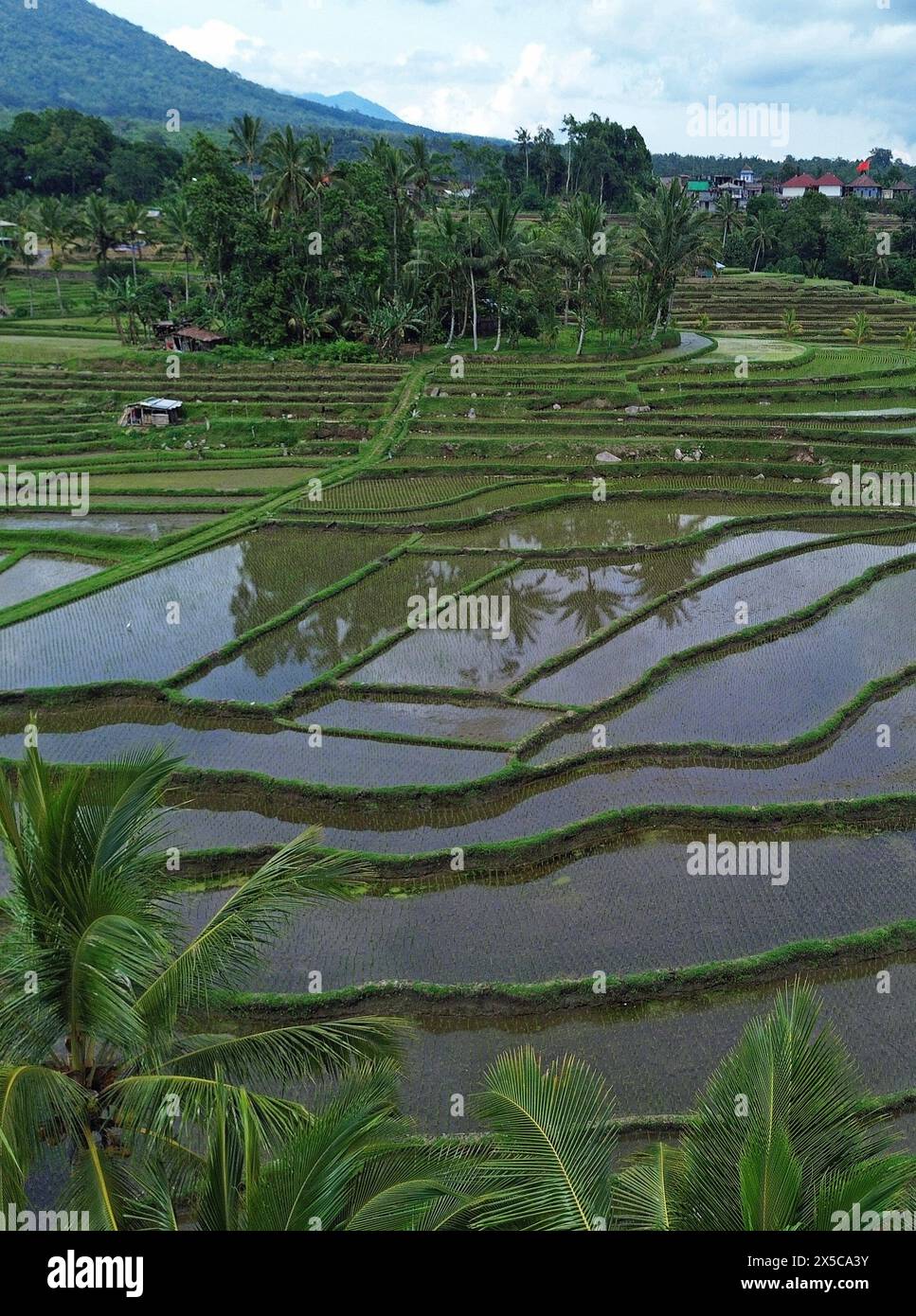 Rice paddies vertical - Jatiluwih Rice Terraces, Bali, Indonesia Stock ...