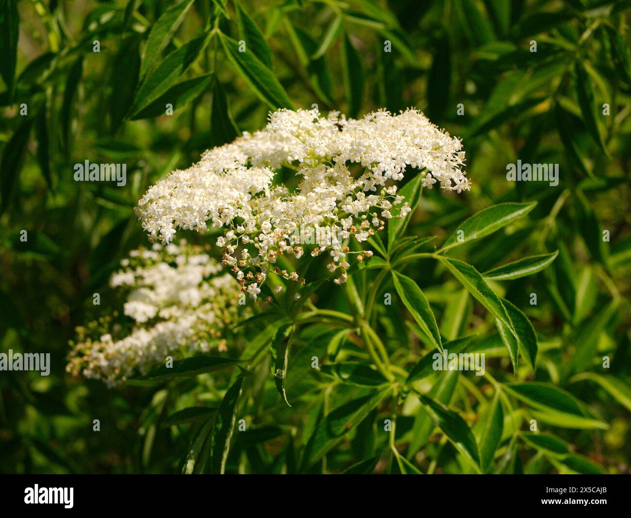 Sambucus canadensis leaves hi-res stock photography and images - Alamy