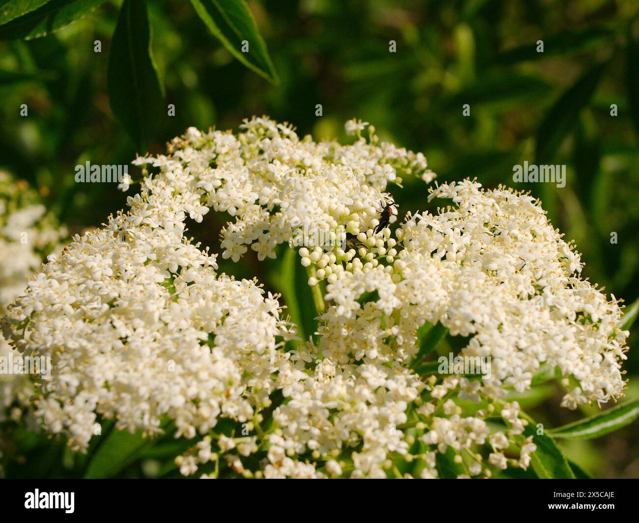 Close view in sunlight Elderberry Sambucus nigra (subsp.) canadensis ...