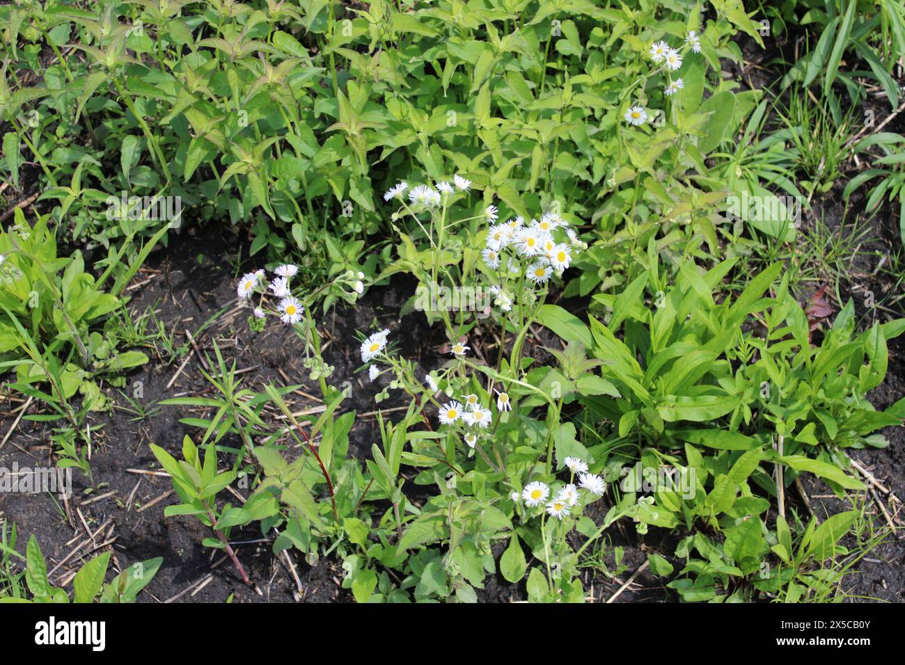 Cluster of daisy fleabane wildflowers at Linne Woods in Morton Grove ...