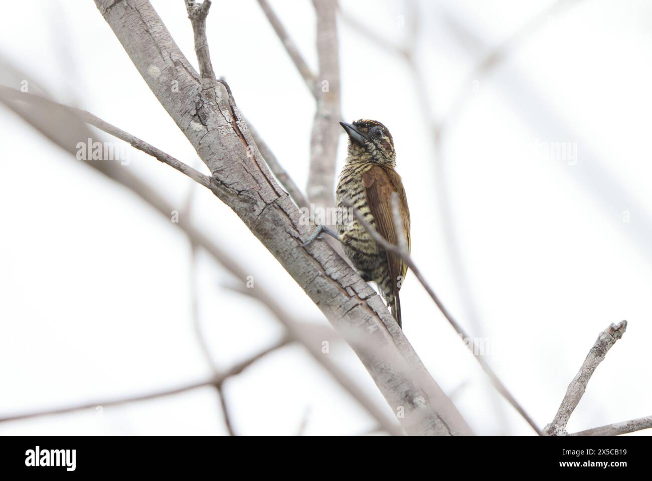 Orinoco piculet (Picumnus pumilus) is a species of bird in subfamily ...