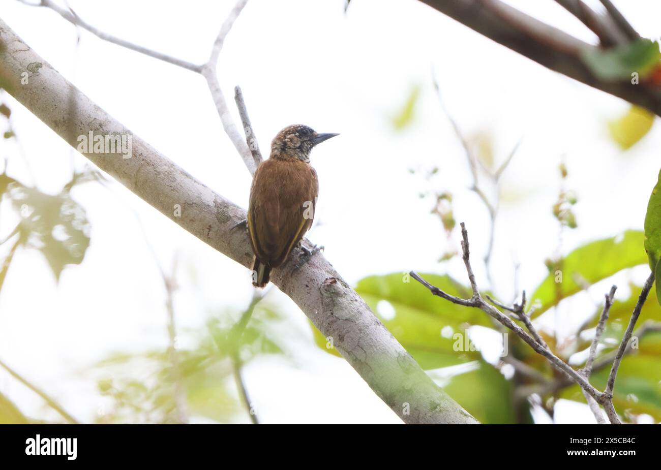 Orinoco piculet (Picumnus pumilus) is a species of bird in subfamily ...