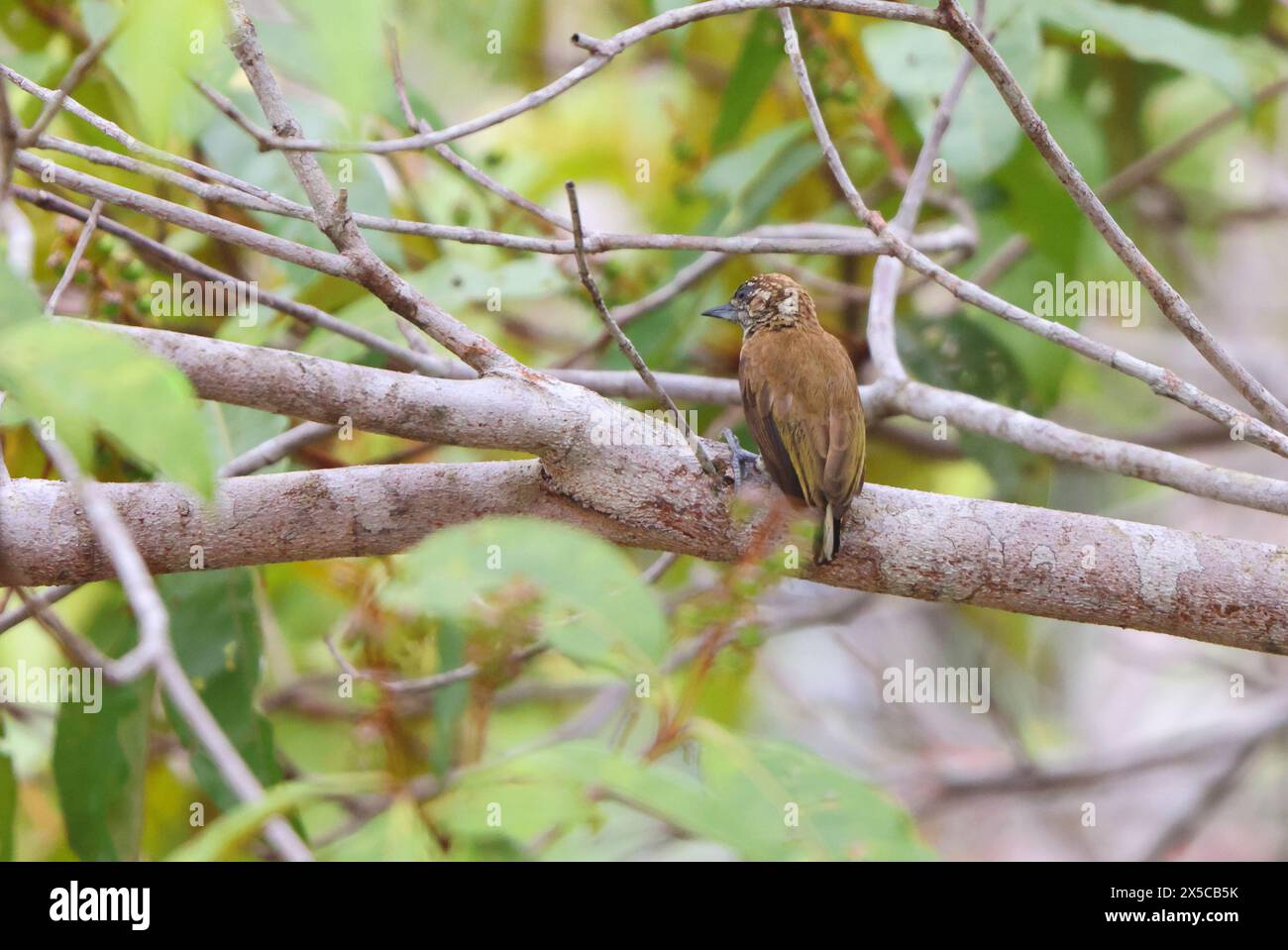 Orinoco piculet (Picumnus pumilus) is a species of bird in subfamily ...