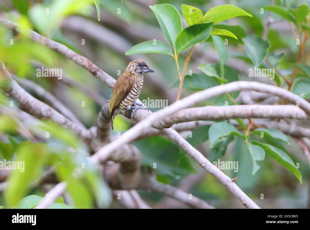 Orinoco river hi-res stock photography and images - Alamy
