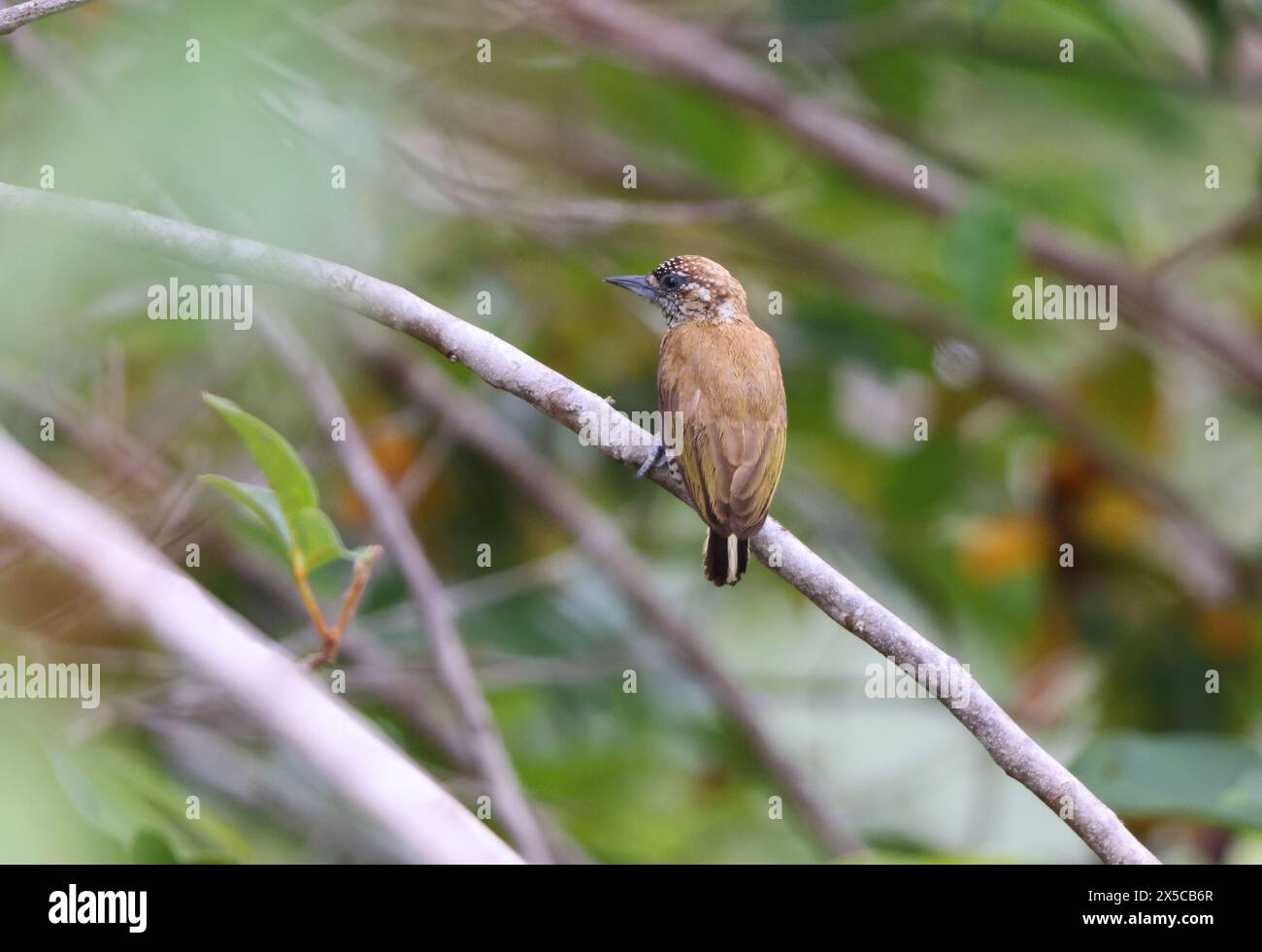 Orinoco piculet (Picumnus pumilus) is a species of bird in subfamily ...