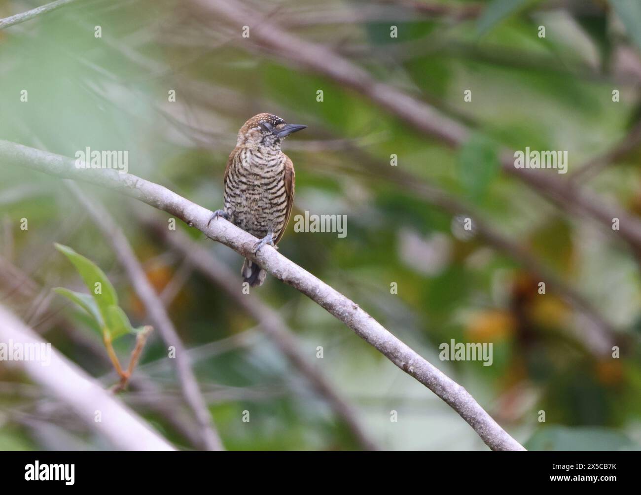 Orinoco piculet (Picumnus pumilus) is a species of bird in subfamily ...