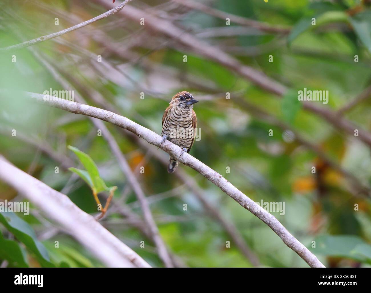 Orinoco piculet (Picumnus pumilus) is a species of bird in subfamily ...