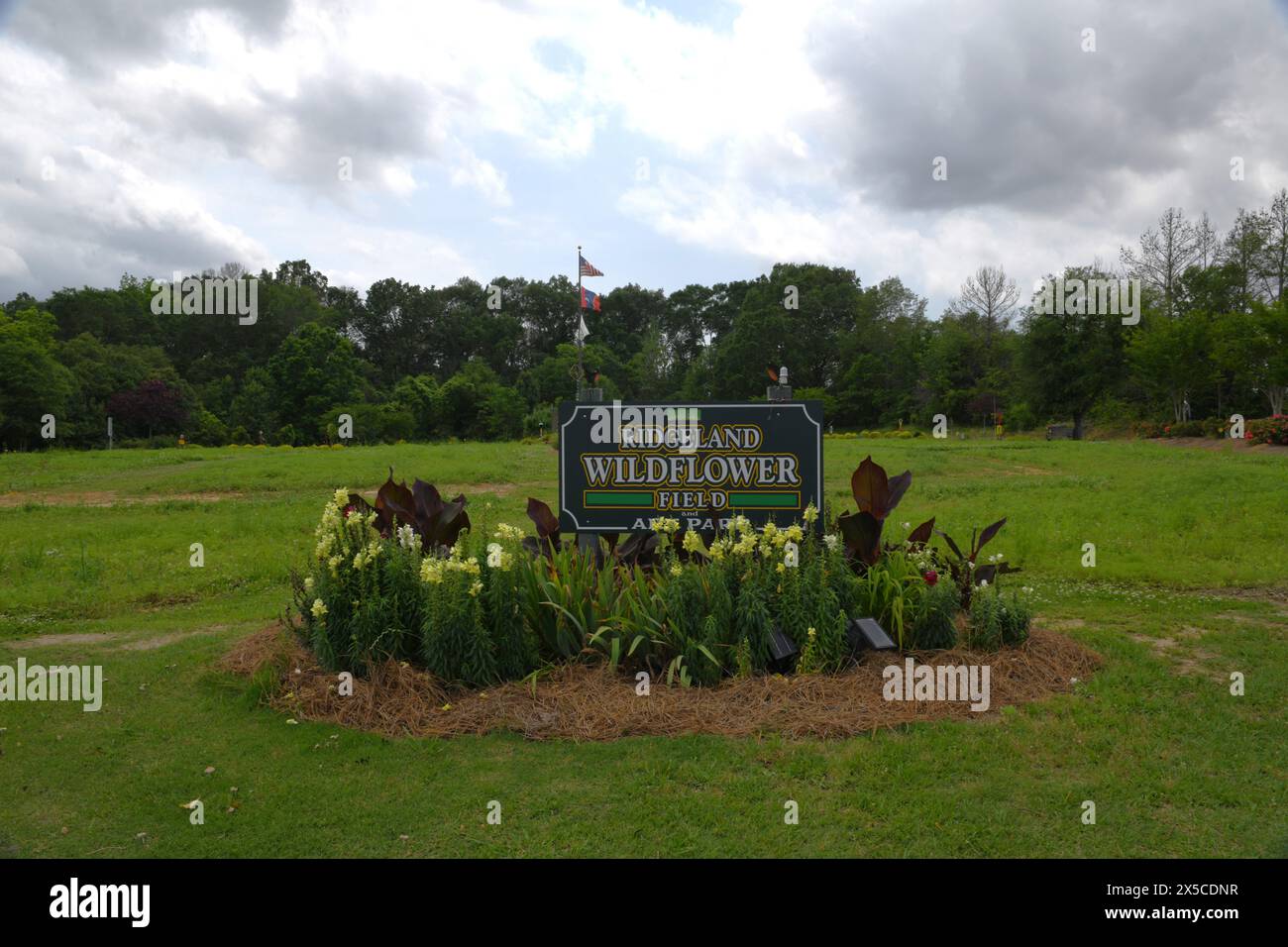 Ridgeland Wildflower Field, Ridgeland, Mississippi Stock Photo - Alamy