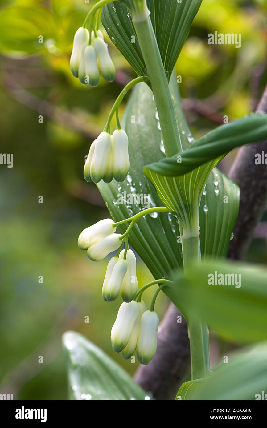 Flowers of a solomon's seal (Polygonatum multiflorum) with raindrops ...