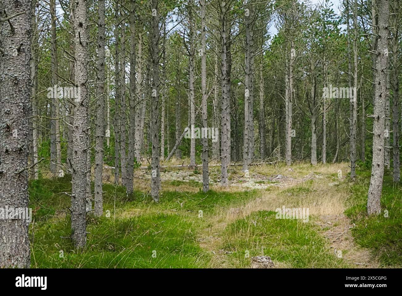 A peaceful path winds through a light-flooded forest with green grass ...