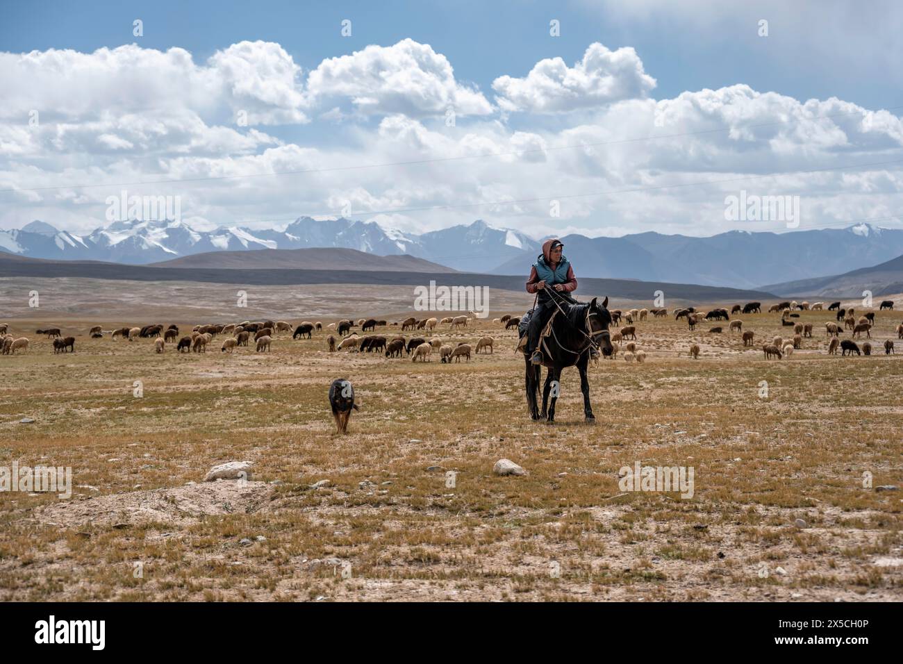 Traditional shepherd on horse with flock of sheep, plateau near Kumtor ...