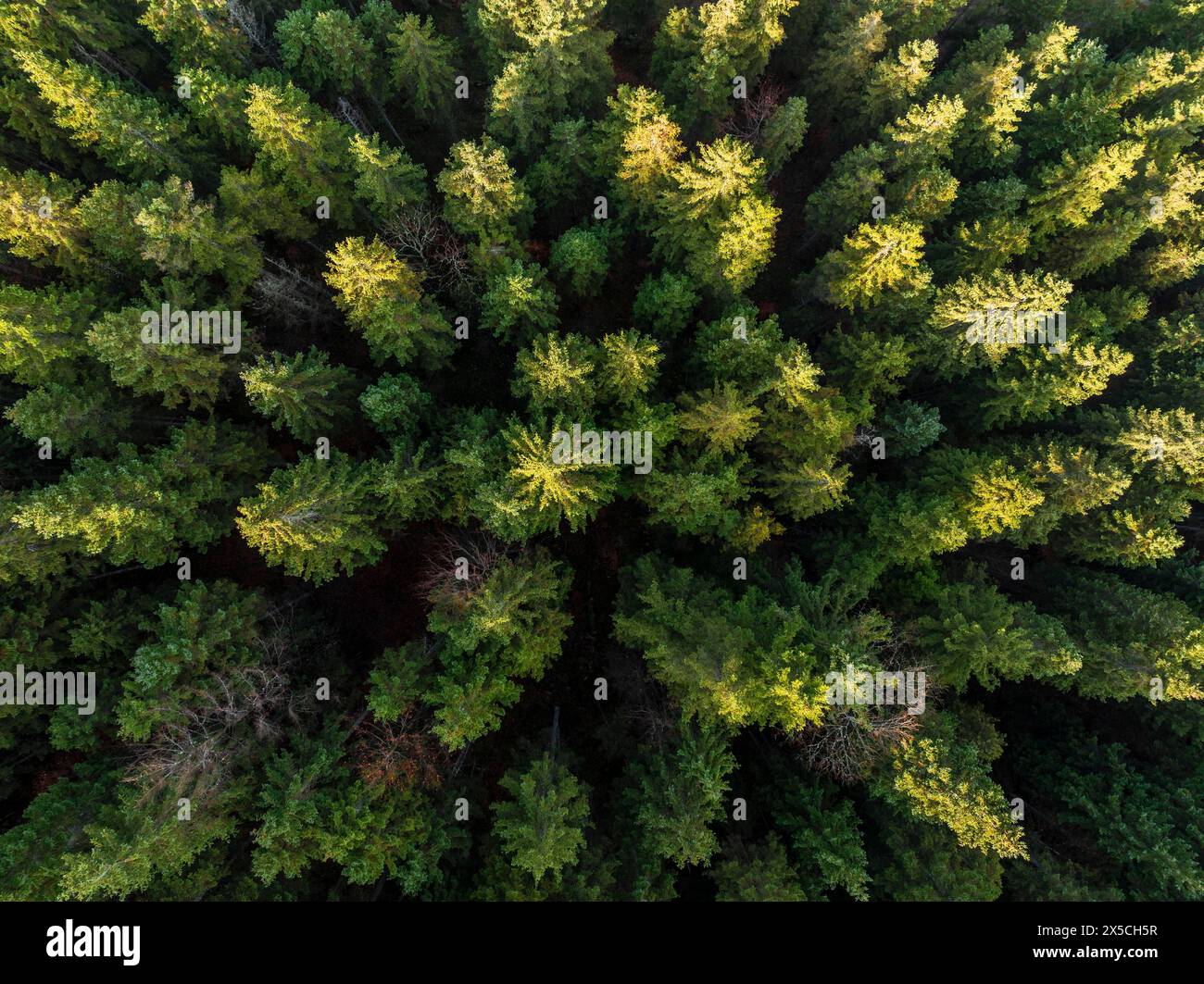 Aerial view, top-down, coniferous forest, Germany Stock Photo - Alamy