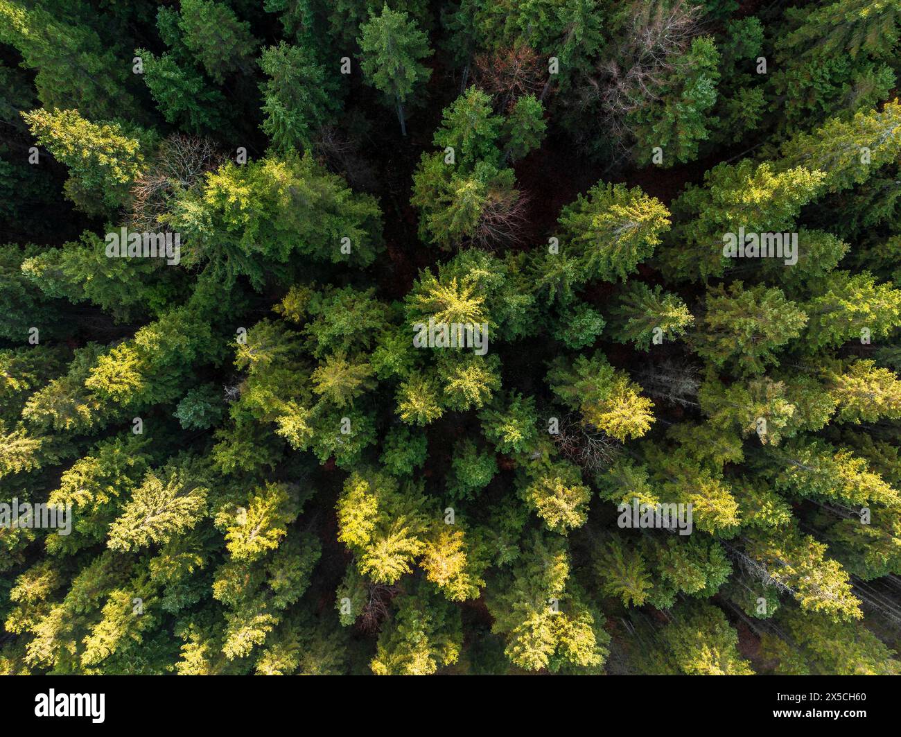 Aerial view, top-down, coniferous forest, Germany Stock Photo - Alamy