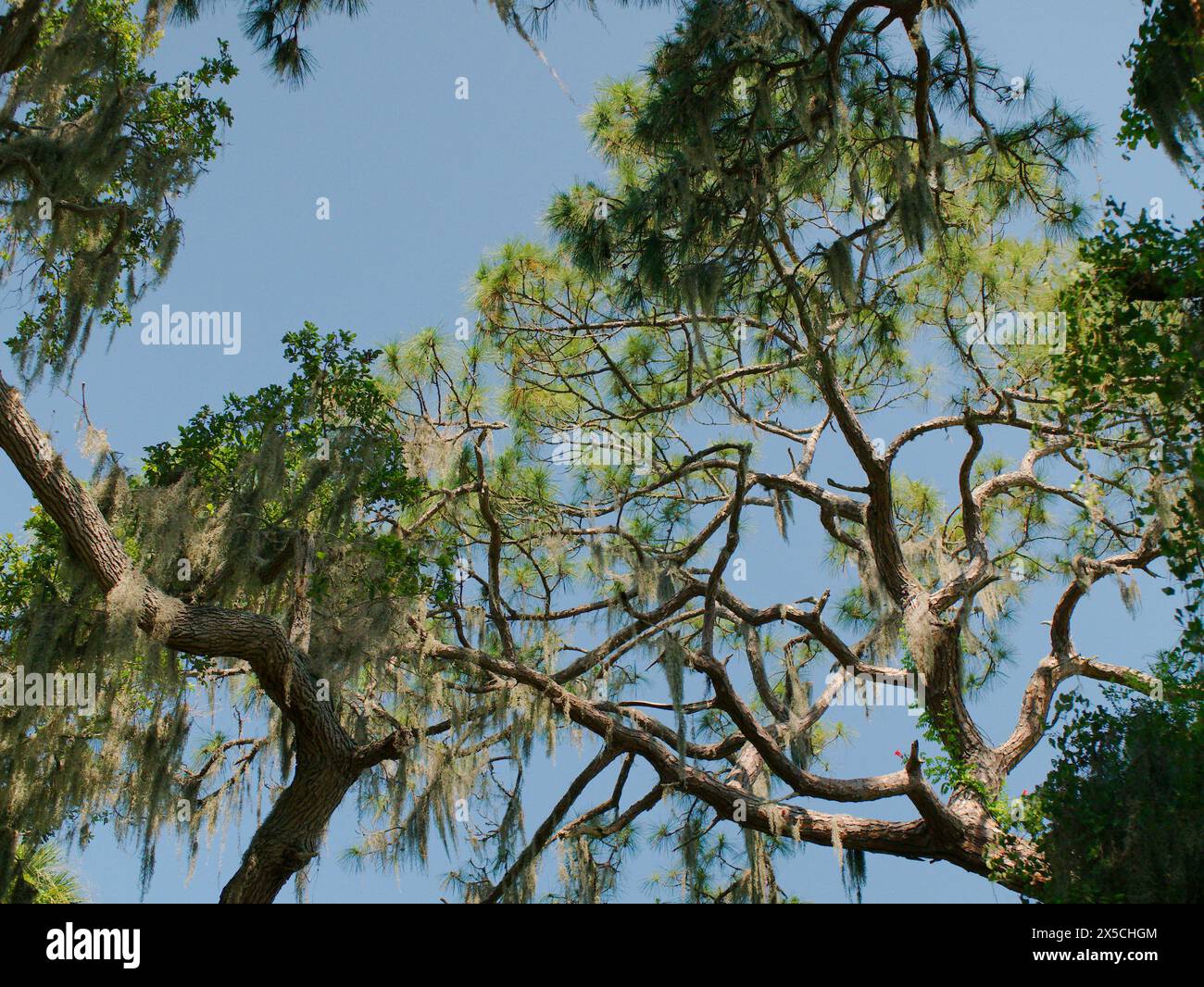 Upward view of trees to the sky with blue sky as the background ...