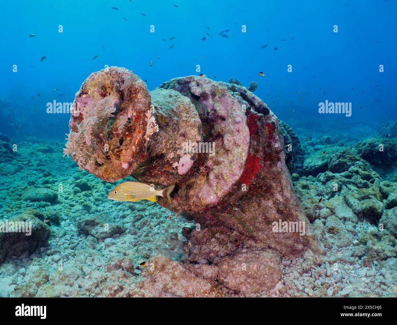 Fish swimming near a winch of an old sunken shipwreck on the seabed ...