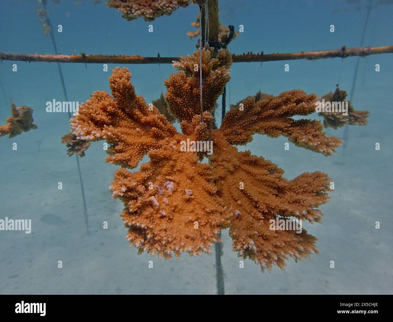 Coral culture. Magnificently grown specimen of Elkhorn coral (Acropora ...