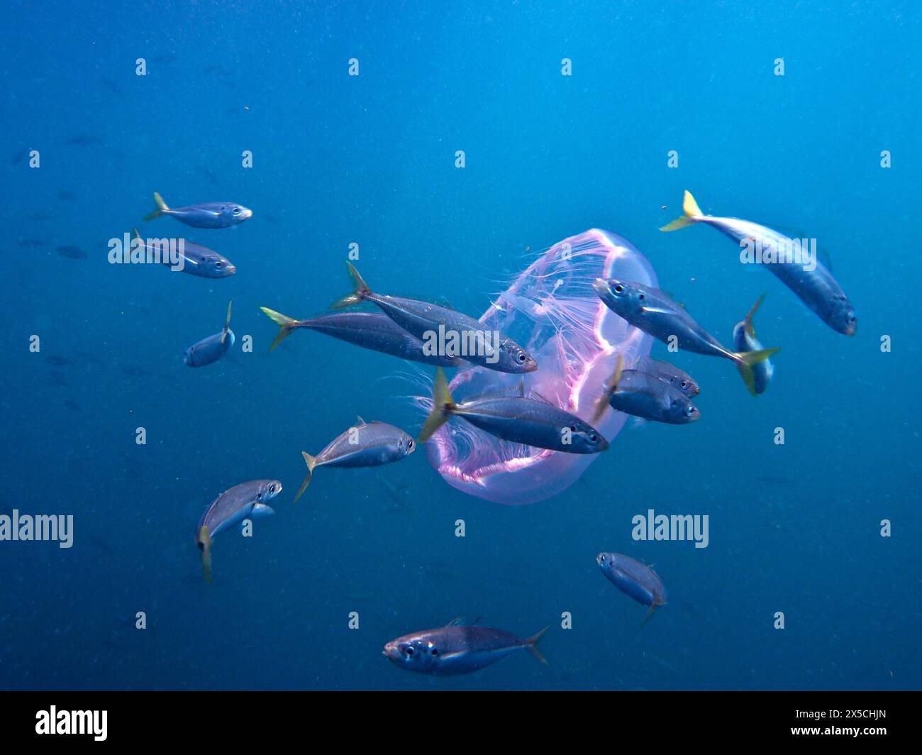 A group of Fish eating a Common jellyfish (Aurelia aurita) . Dive site ...