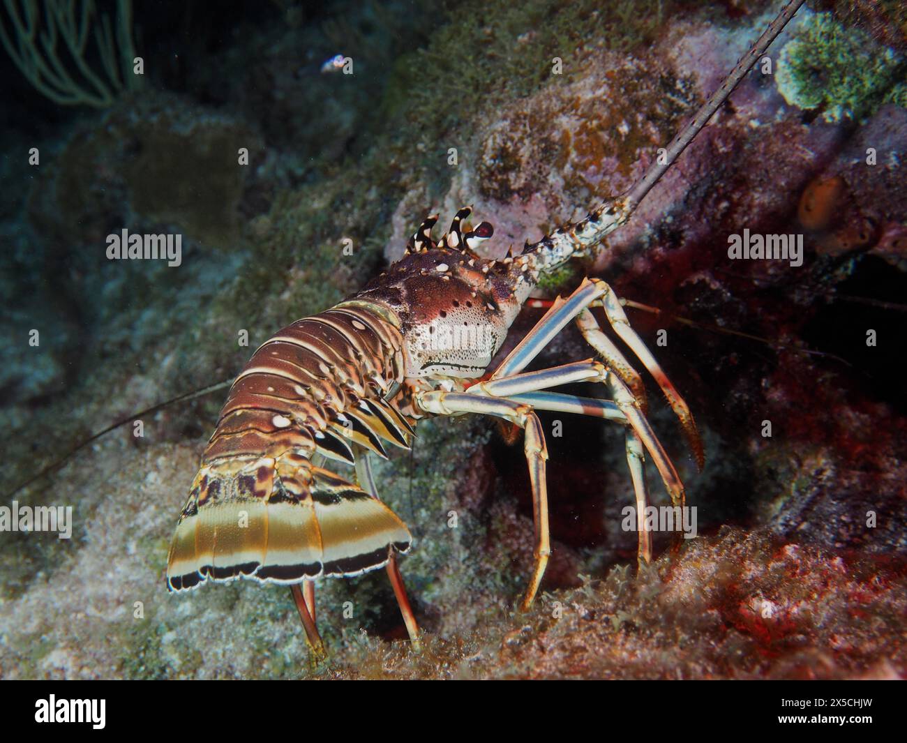 A Caribbean spiny crayfish (Panulirus argus) explores the ocean floor ...