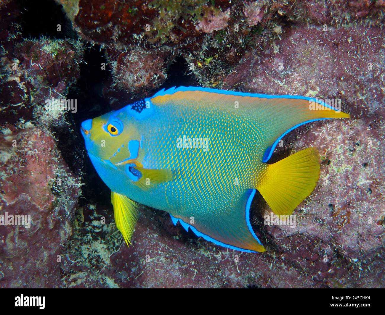 A colourful Marine angelfish, queen angelfish (Holacanthus ciliaris ...