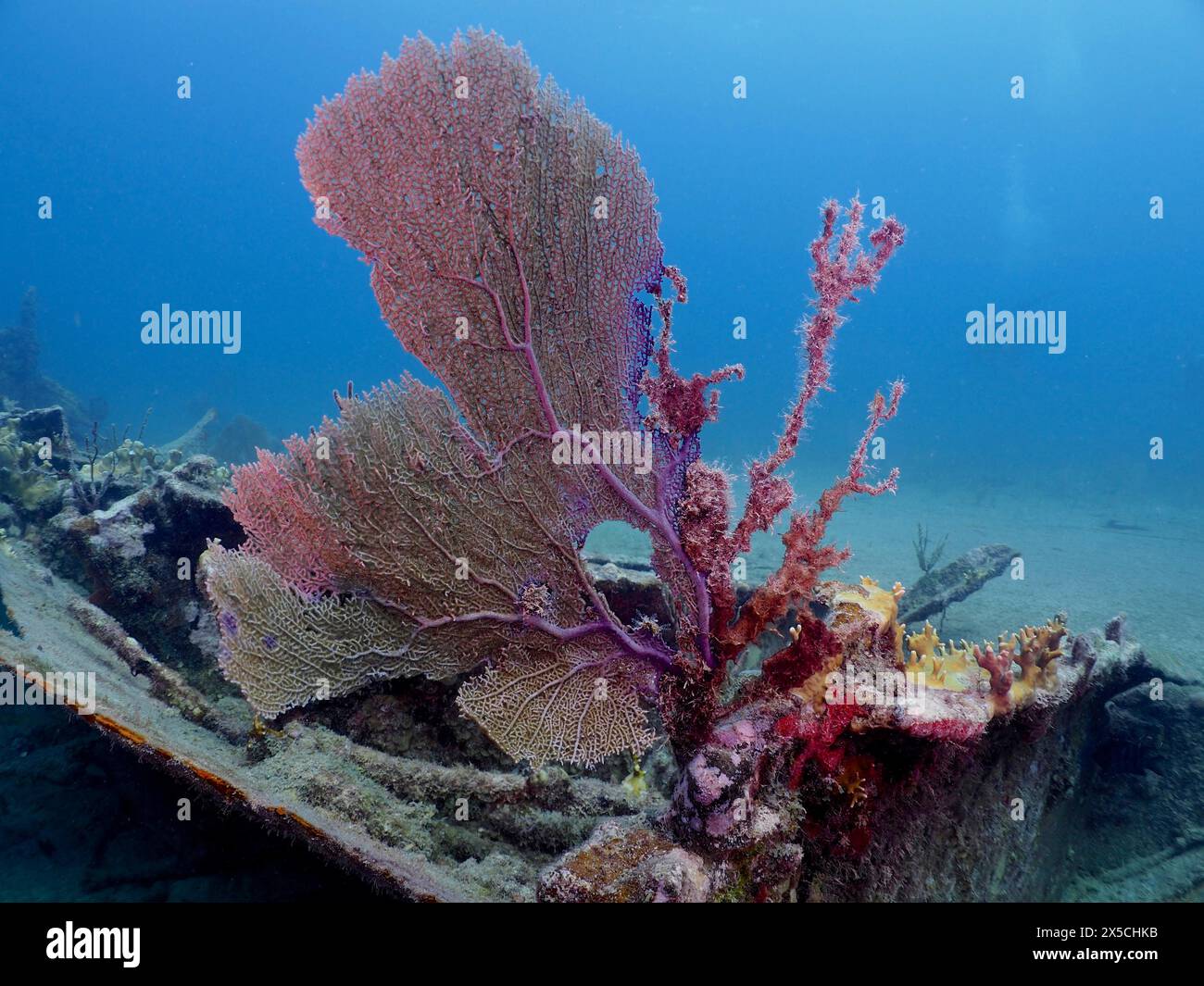 Magnificent Common sea fan (Gorgonia ventalina) on the wreck of the ...