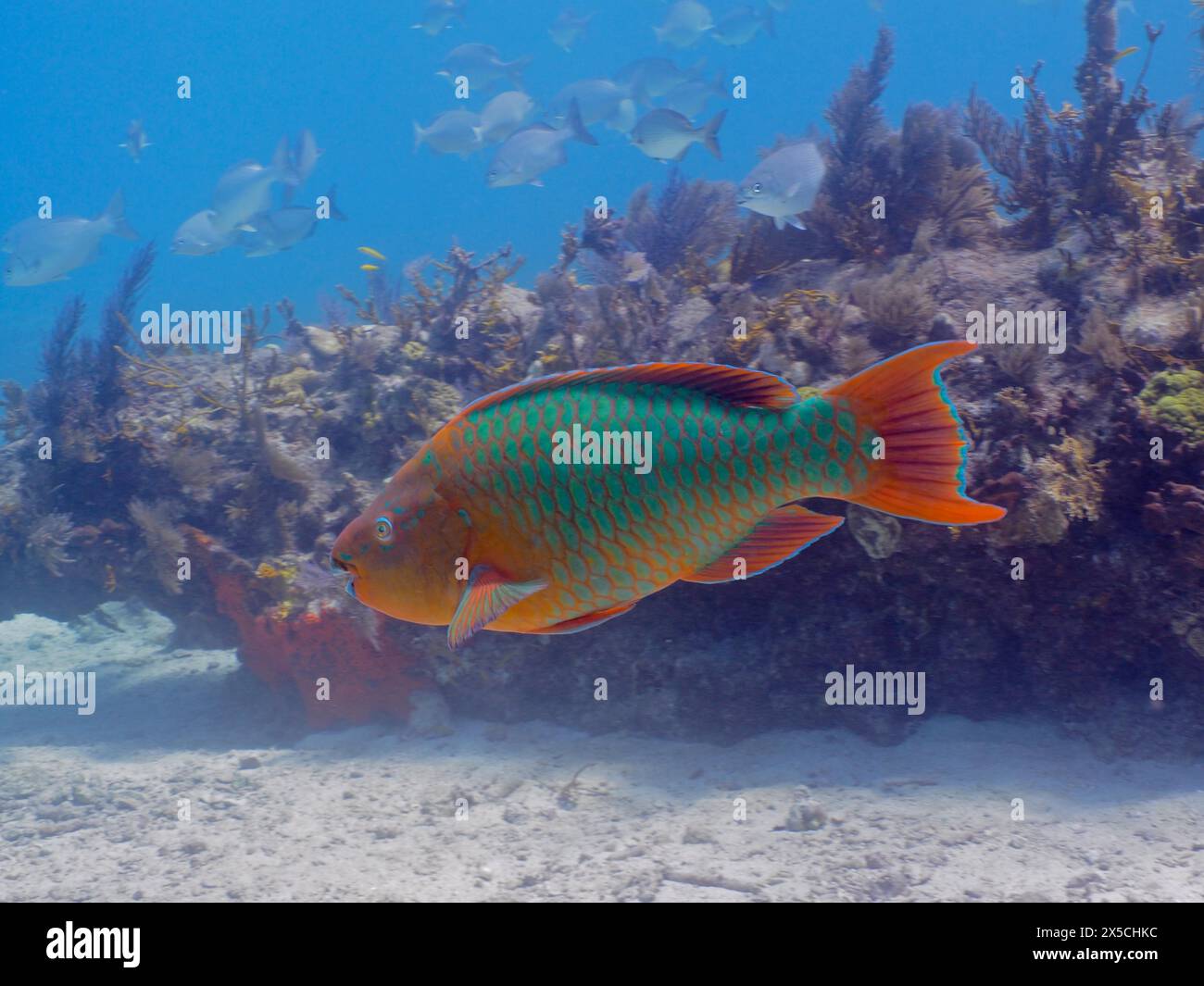 Rainbow reef dive hi-res stock photography and images - Alamy