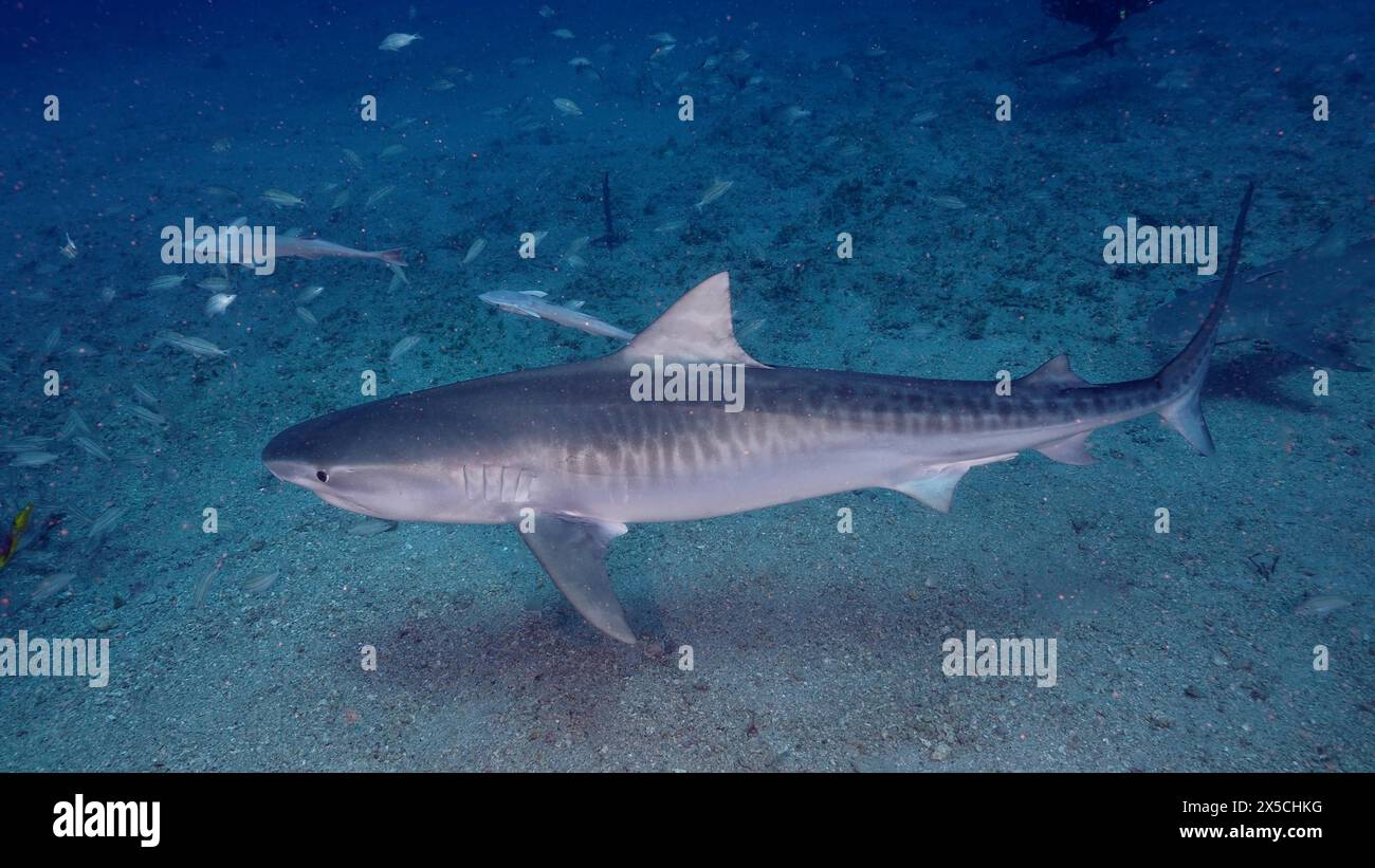 Tiger Shark (Galeocerdo cuvier) from the side, just above the seabed ...