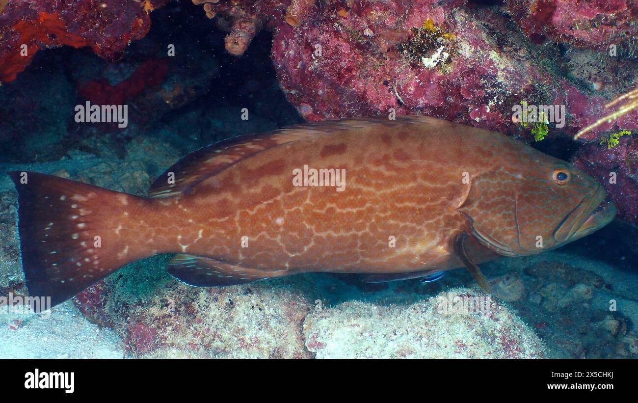 A large Black Grouper (Mycteroperca bonaci) hides in a rocky niche ...