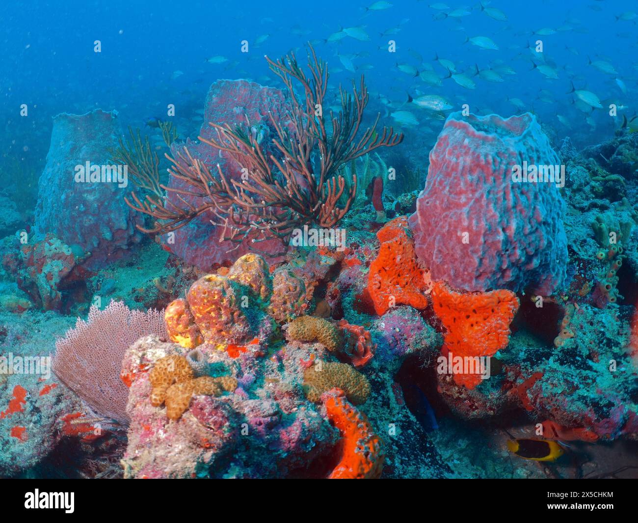 A colourful coral reef with giant barrel sponge (Xestospongia muta ...