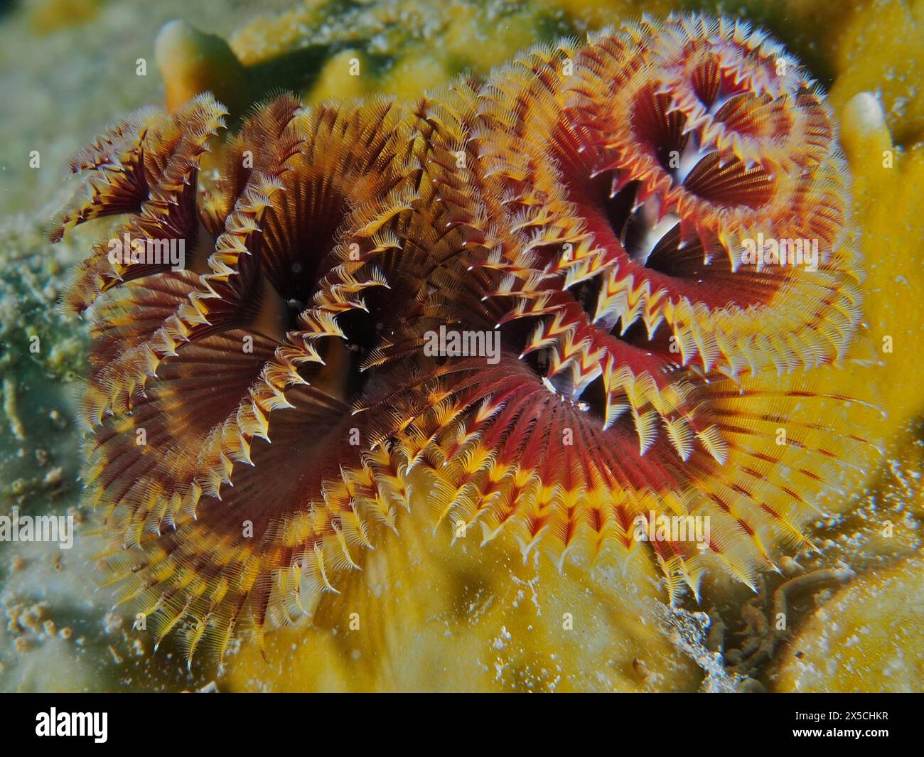 Close-up of colourful tubeworms, Christmas tree worm (Spirobranchus ...