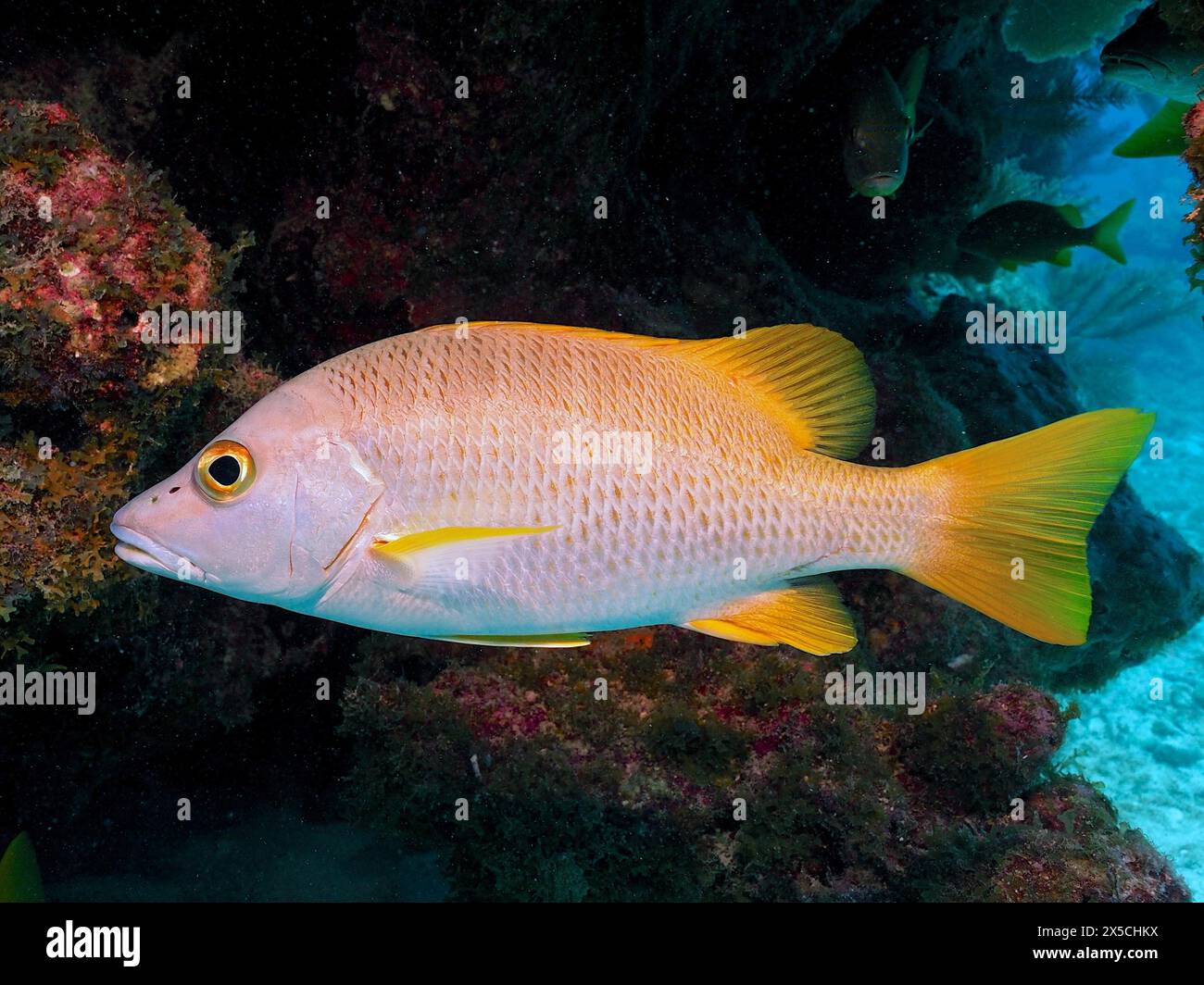 Snapper, schoolmaster snapper (Lutjanus apodus), with striking yellow ...