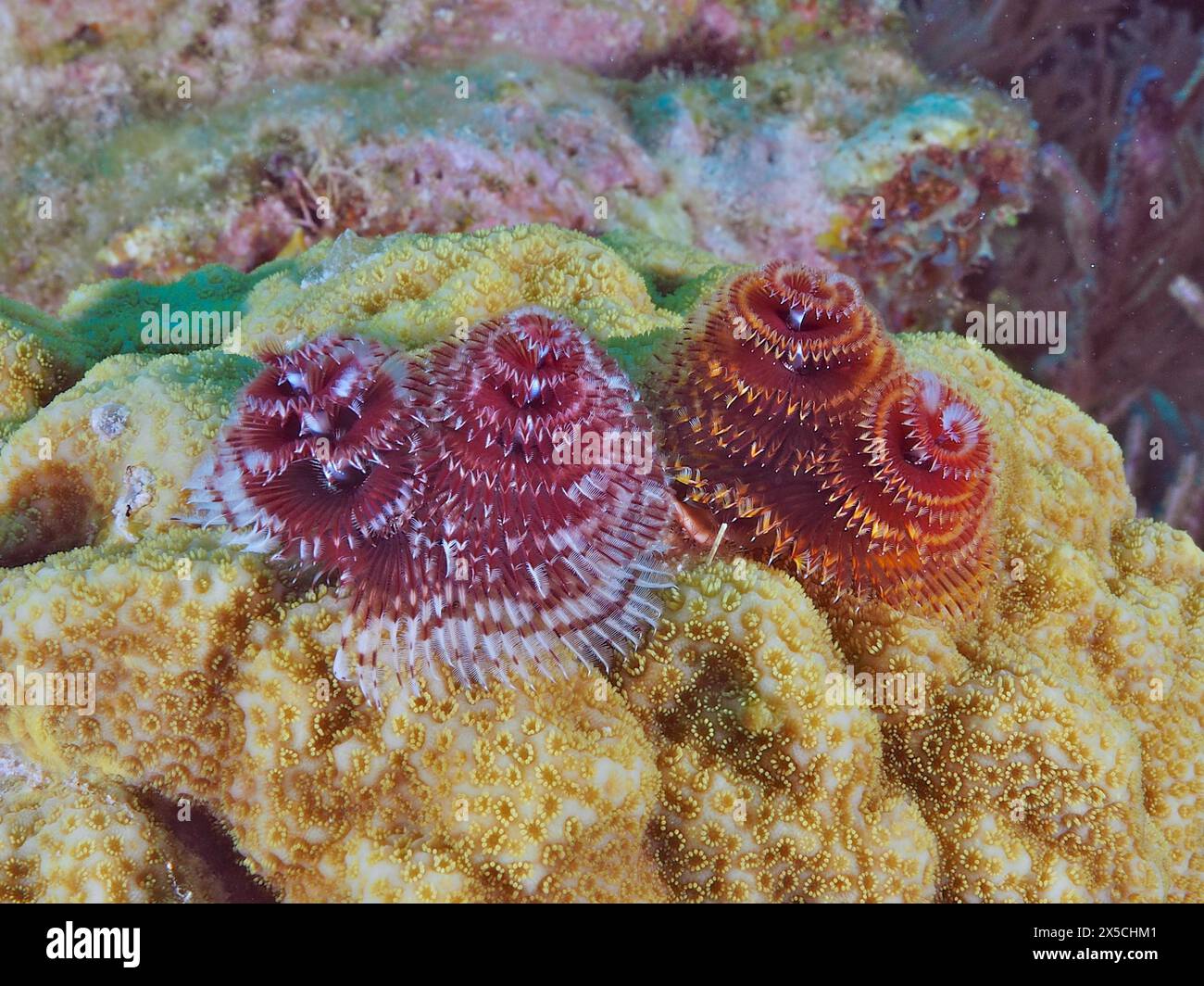 Colourful tubeworms, Christmas tree worm (Spirobranchus giganteus ...