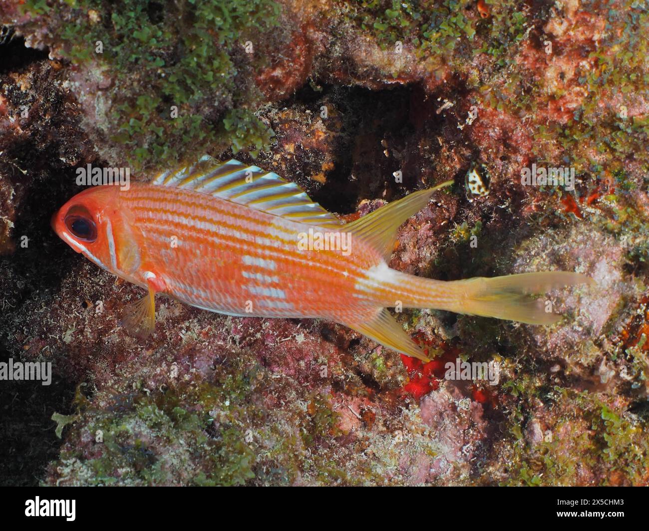 A red Longspine squirrelfish (Holocentrus rufus) . Dive site John ...