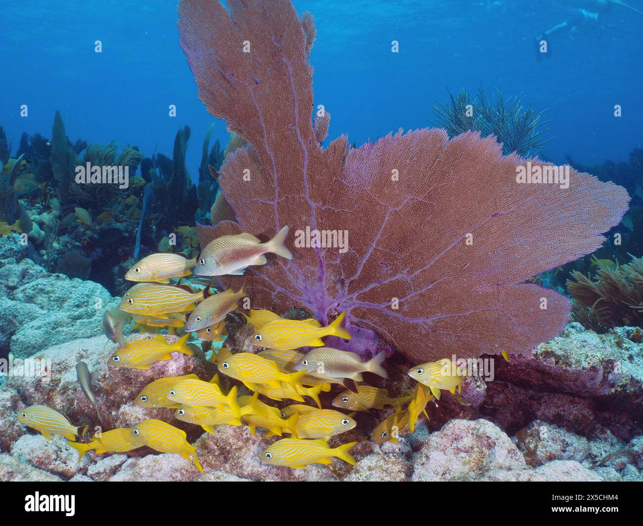 A Sphingid of yellow Haemulinae swimming for protection around a purple ...