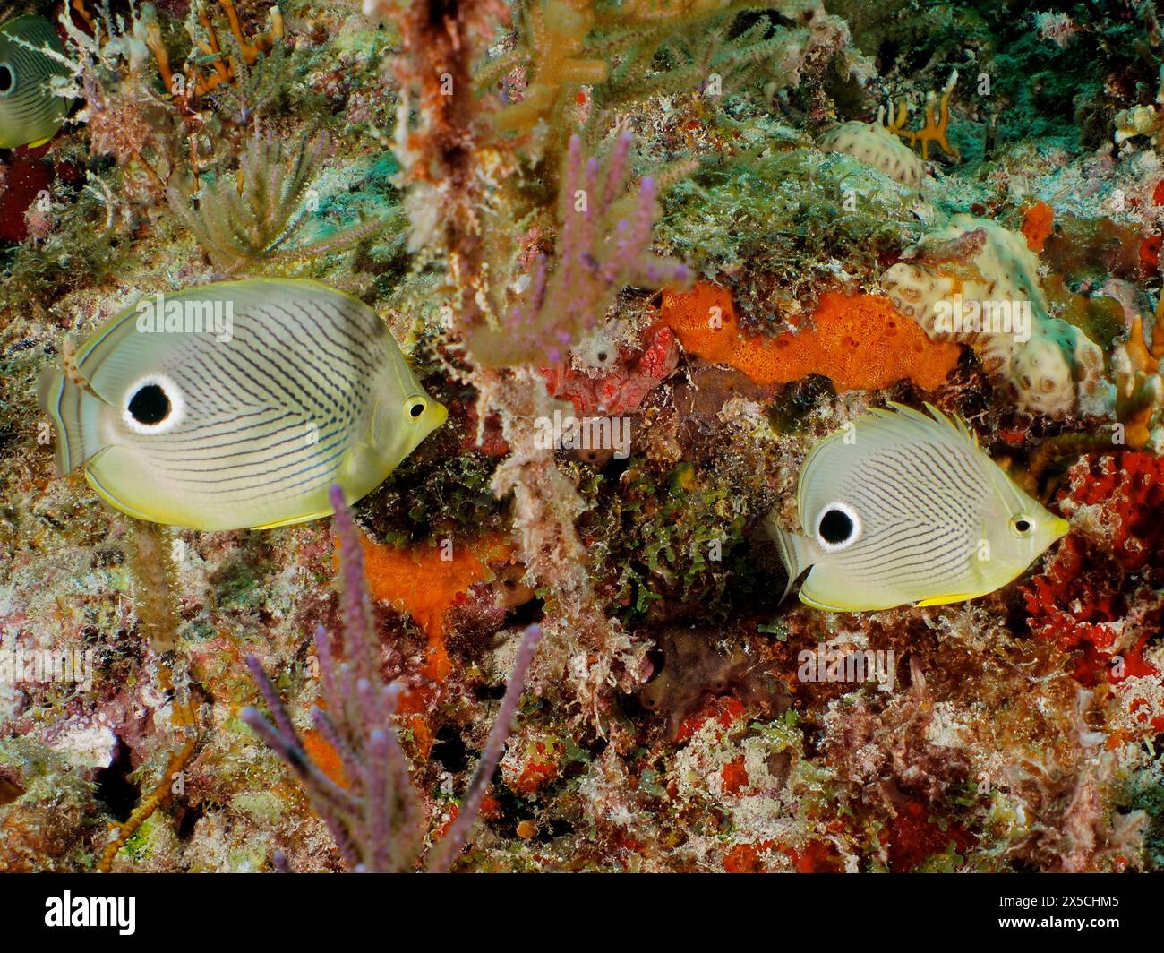 Four eye butterflyfish hi-res stock photography and images - Alamy