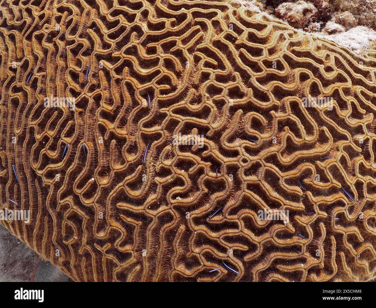 Close-up of a brown, richly textured coral, Brain coral (Diploria ...