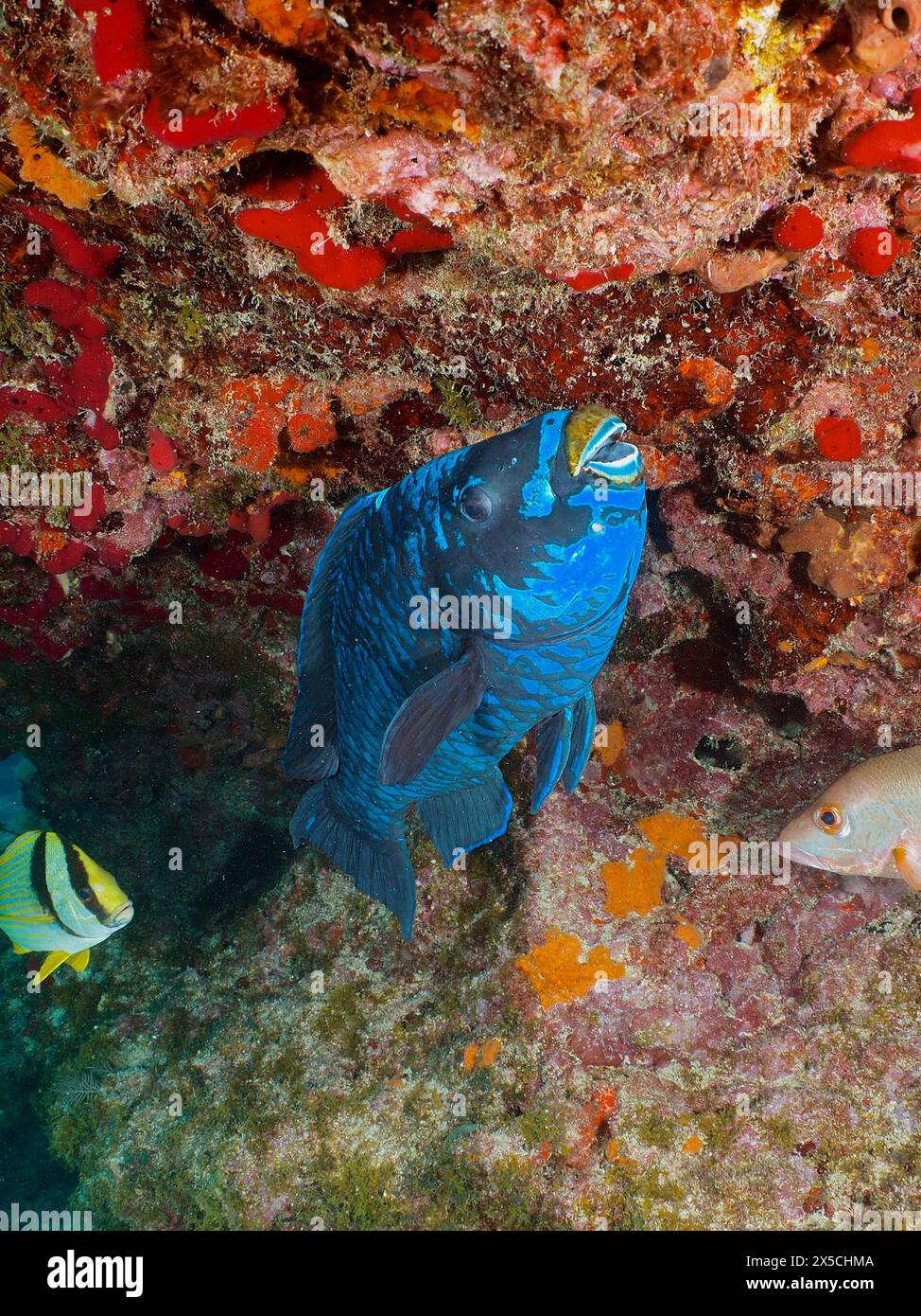 A dark blue Midnight parrotfish (Scarus coelestinus) near a colourful ...