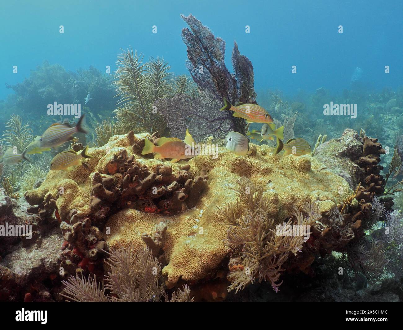 A diverse group of Fish swimming around a large coral, Astroides ...