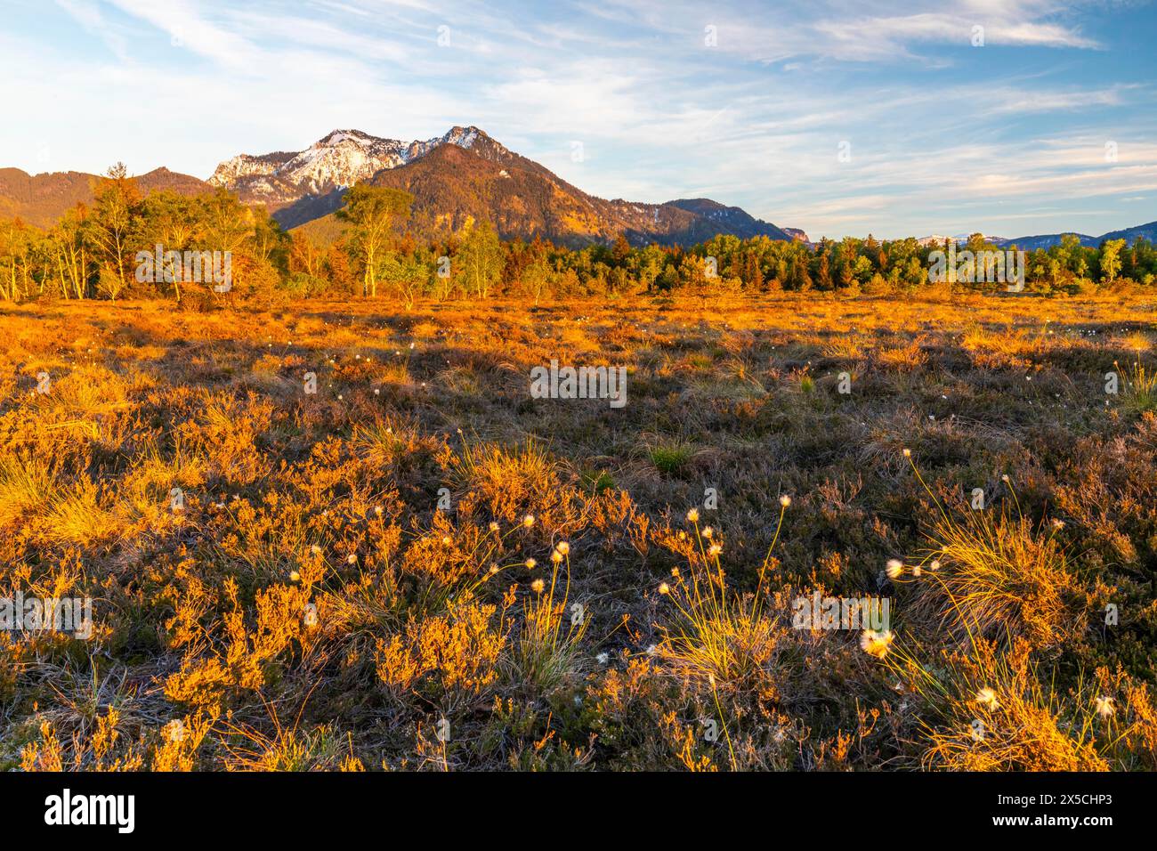Cottongrasses (Eriophorum), True grasses (Poaceae), Birch (Betula ...