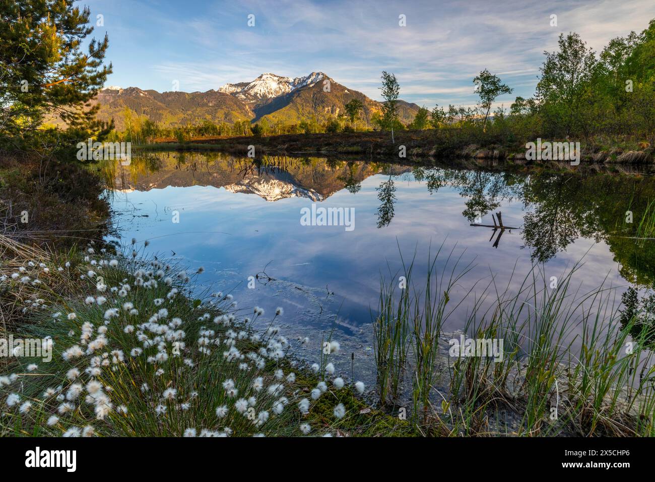 Cottongrasses (Eriophorum), True grasses (Poaceae), Birch (Betula ...