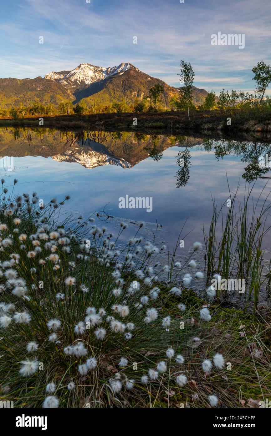 Cottongrasses (Eriophorum), True grasses (Poaceae), Birch (Betula ...